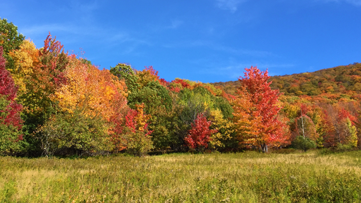 Embracing Exquisite Fall Color Palettes! - Amy Wax
