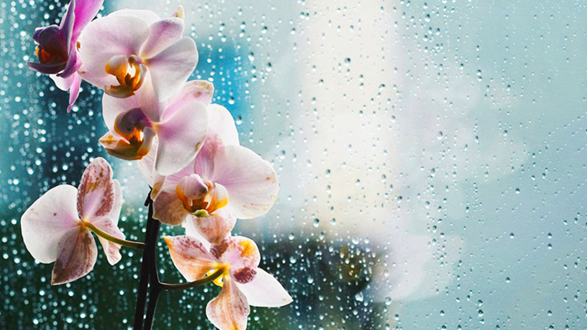 Inspiring Colors for the Rainy Season - Amy Wax - Color Expert